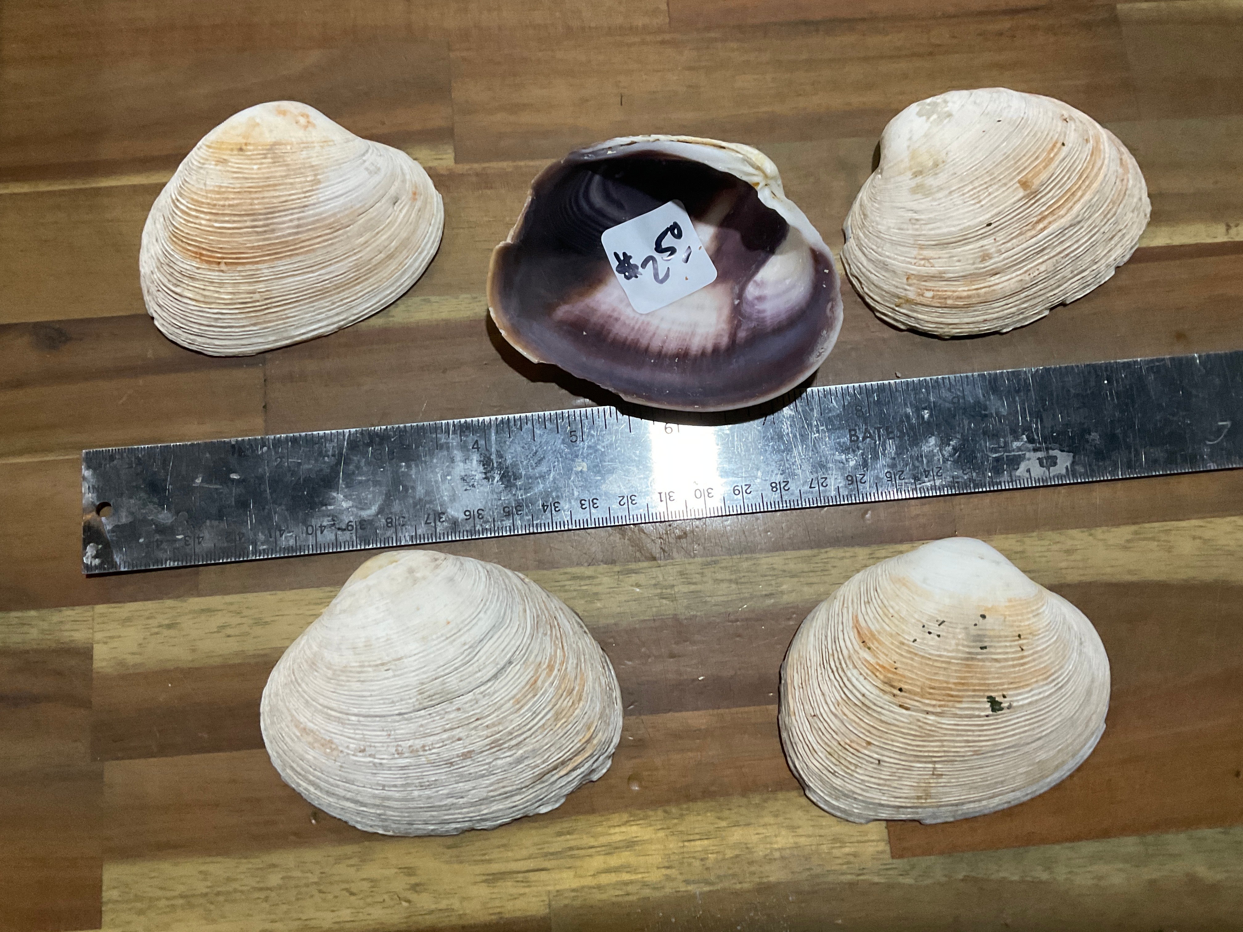 Oyster Shell – The Dancing Gypsy - A space for spiritual growth